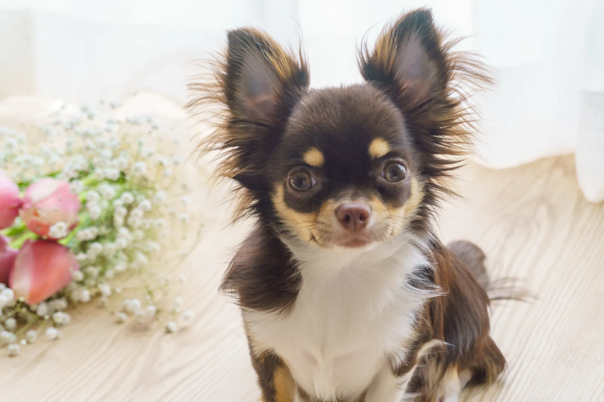 メニュー・料金 | 【公式】PuPu COLLECTION｜港区のトリミングサロン