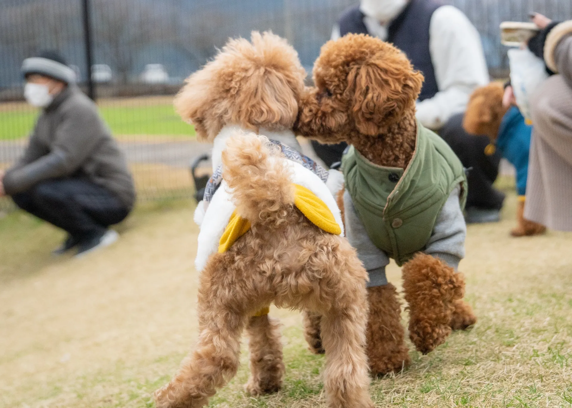 メニュー・料金 | 【公式】PuPu COLLECTION｜港区のトリミングサロン