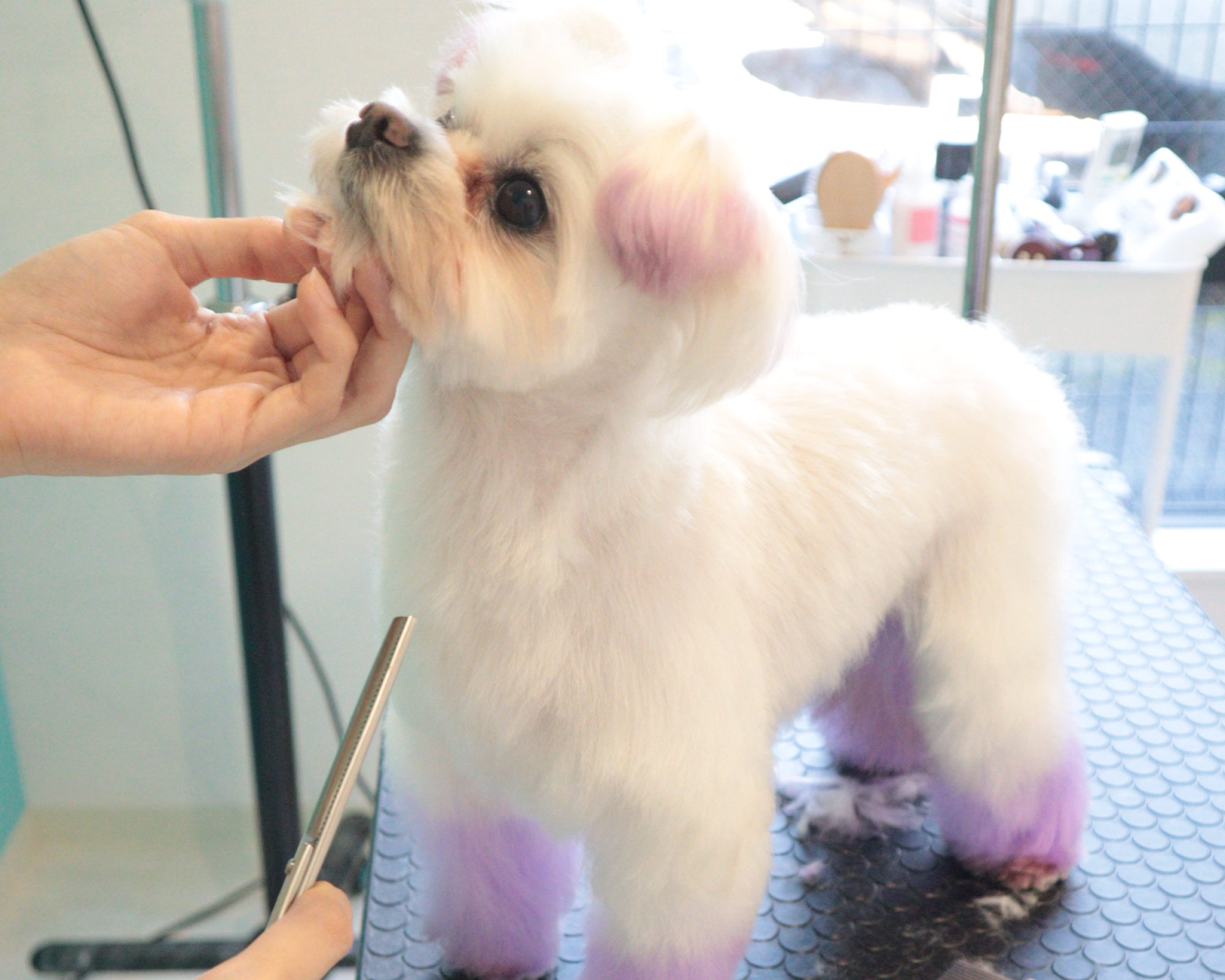 メニュー・料金 | 【公式】PuPu COLLECTION｜港区のトリミングサロン